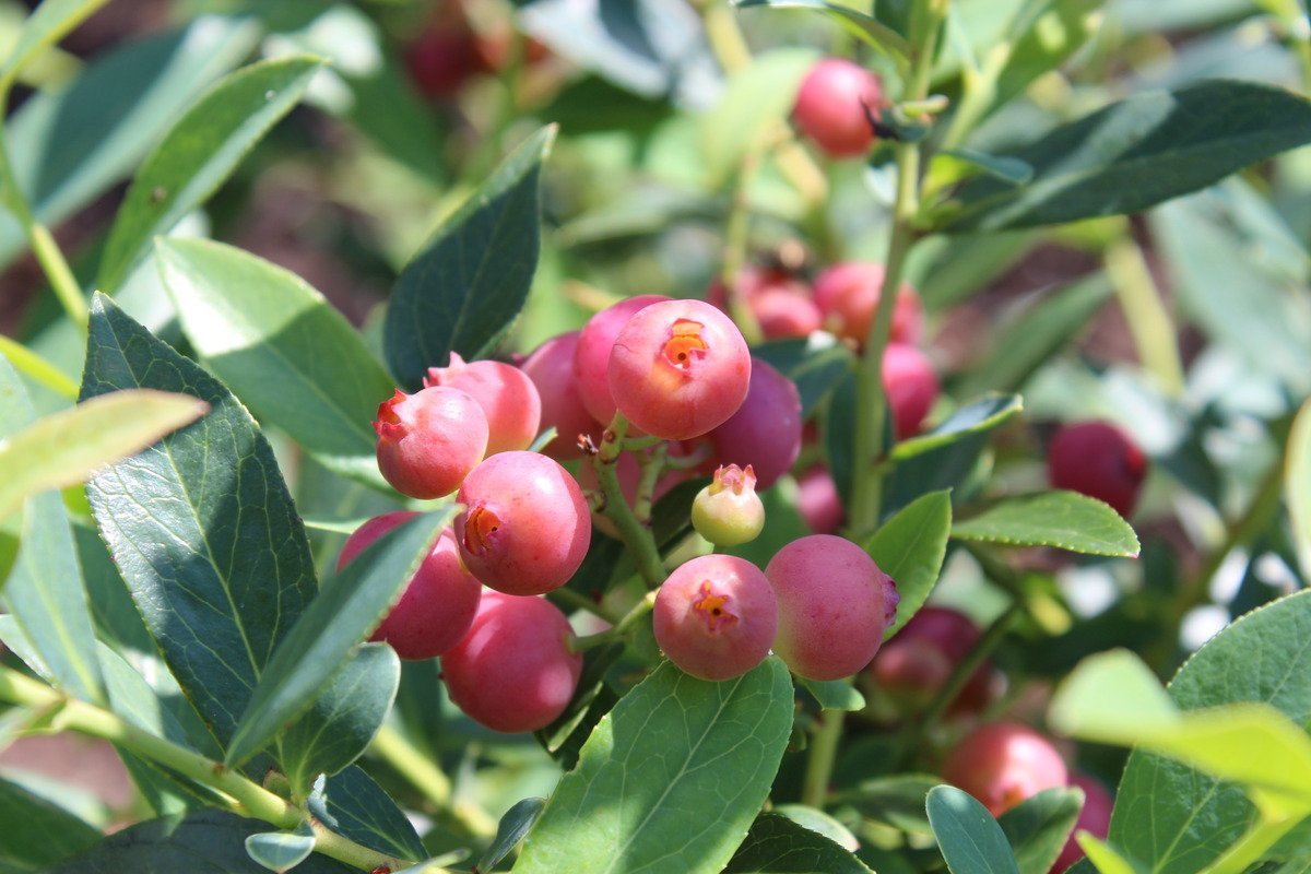 5 Best Blueberries For Containers | Sweet Harvest in 16 Inches