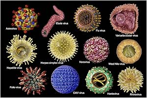 Amazon.com: Viruses Science Poster - Canvas - Biology and Medicine ...