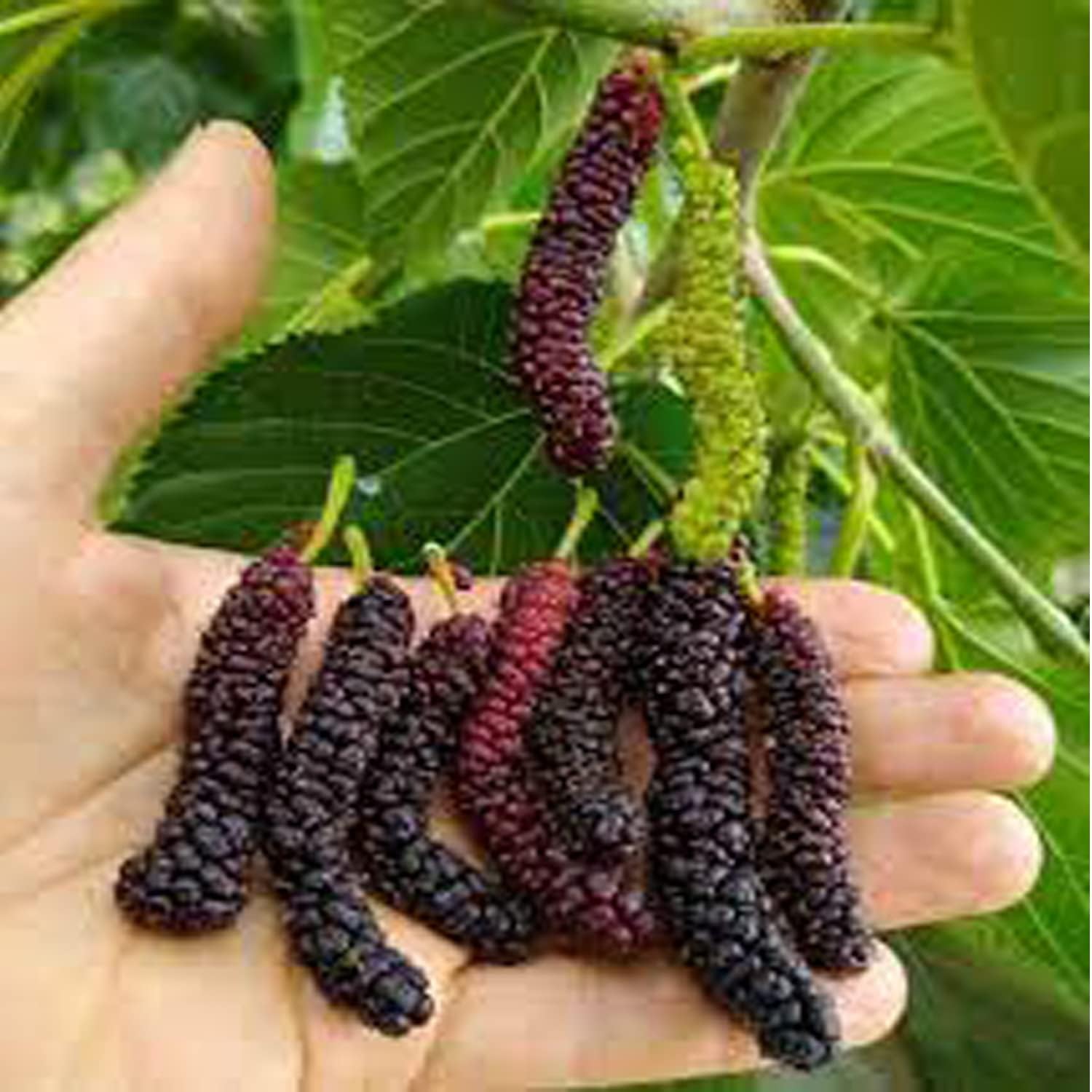 Countgreen Plus Organic Mulberry (Sehtut) Non-GMO Plating 100 Fruit ...