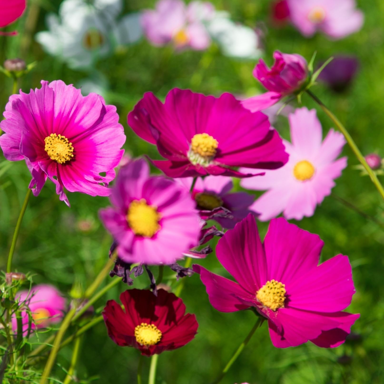 PREMIER SEEDS DIRECT - Seed Tape, Cosmos Sensation Mix - 6M (3X2M ...