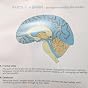 Amazon.com: Skillssist Cross-Section Brain Model, Human Brain Anatomy ...