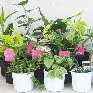 Amazon｜ITANSE ミニ観葉植物 2.5号~3.5号ポット苗 品種・鉢サイズ見計い 4個セット【品種で選べる観葉植物】 卓上サイズのミニサイズの観葉植物です 下にしだれるツル性植物から ...