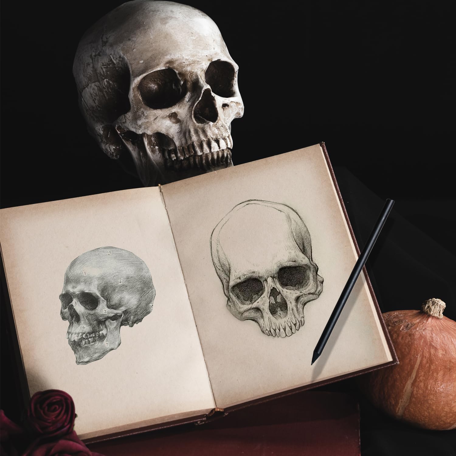Snapklik.com : 2-Pack Mini Skulls Décor, Human Skull Model Anatomy ...