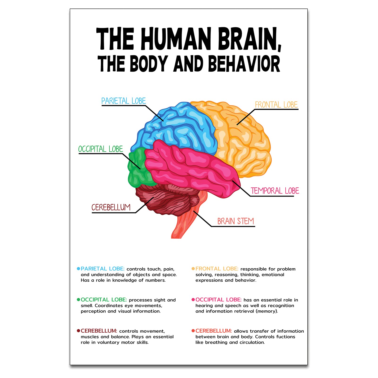 Bka Global The Human Brain Poster Mental Health Posters Brain ...