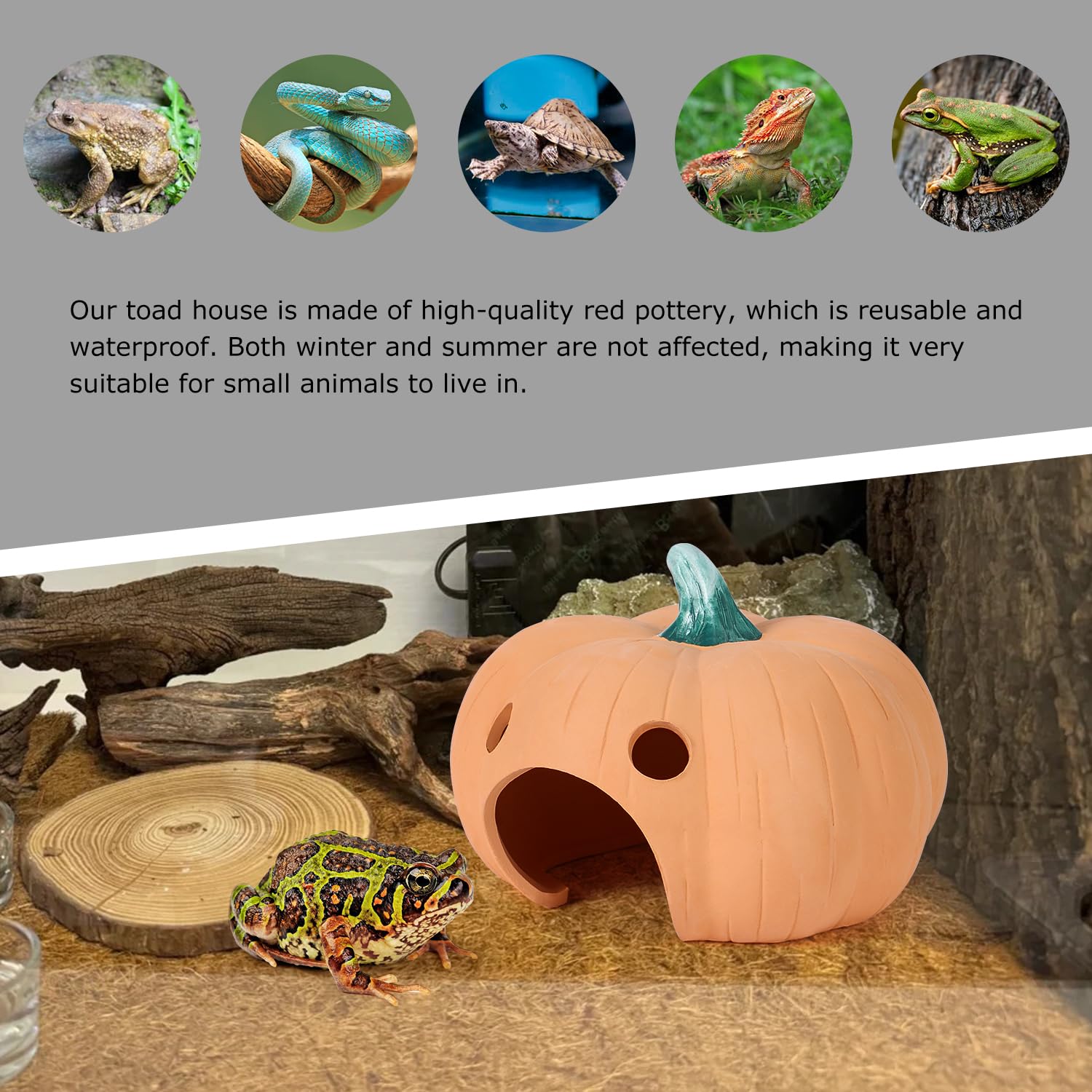 Terracotta Frogs Flicker Frogs Changing Colour | Ockham's Razor