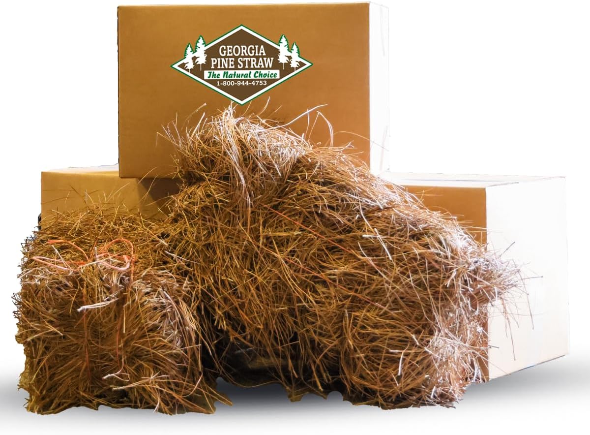 Amazon.com : Premium Longleaf Pine Straw Approx 50sq ft at 3 inch Depth ...