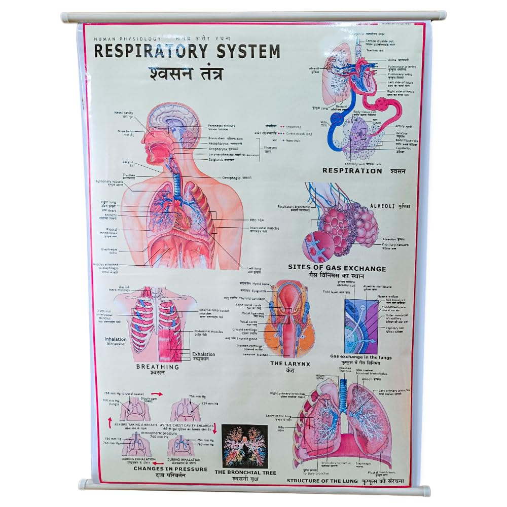 Respiratory System Chart Paper