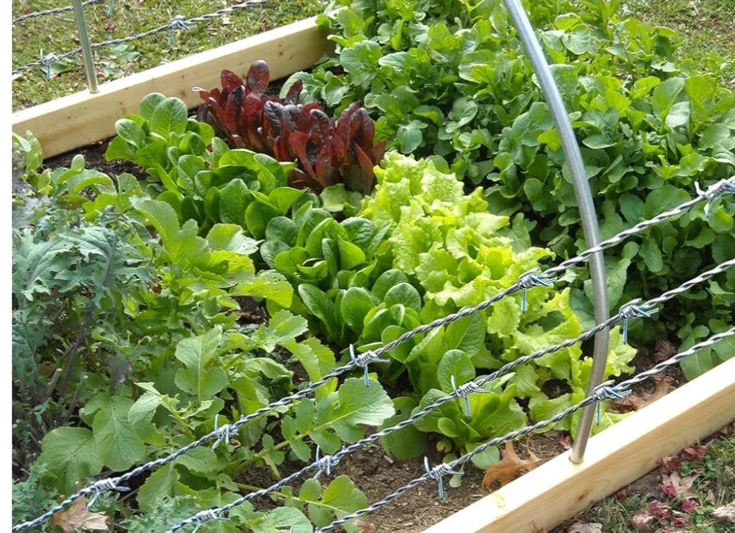 Laxmisafe Barbed Wire For Fencing Barbed Wire For Fencing Kanta Taar ...