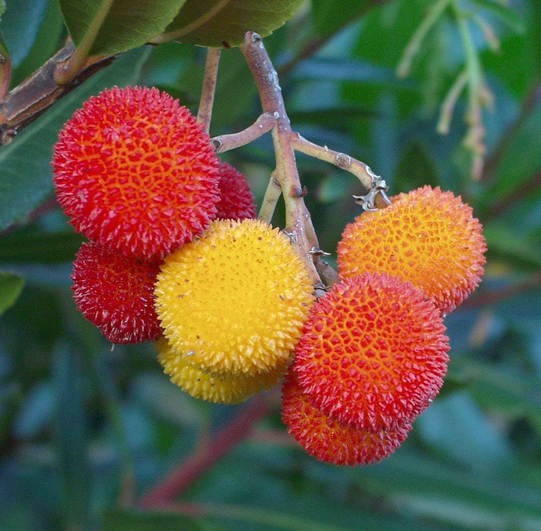 Corbezzolo "Arbutus unedo" Strawberry Tree pianta da frutta in vaso ...