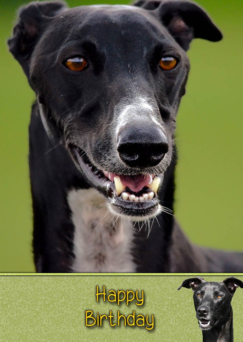 Greyhound Birthday Card : Amazon.co.uk: Stationery & Office Supplies