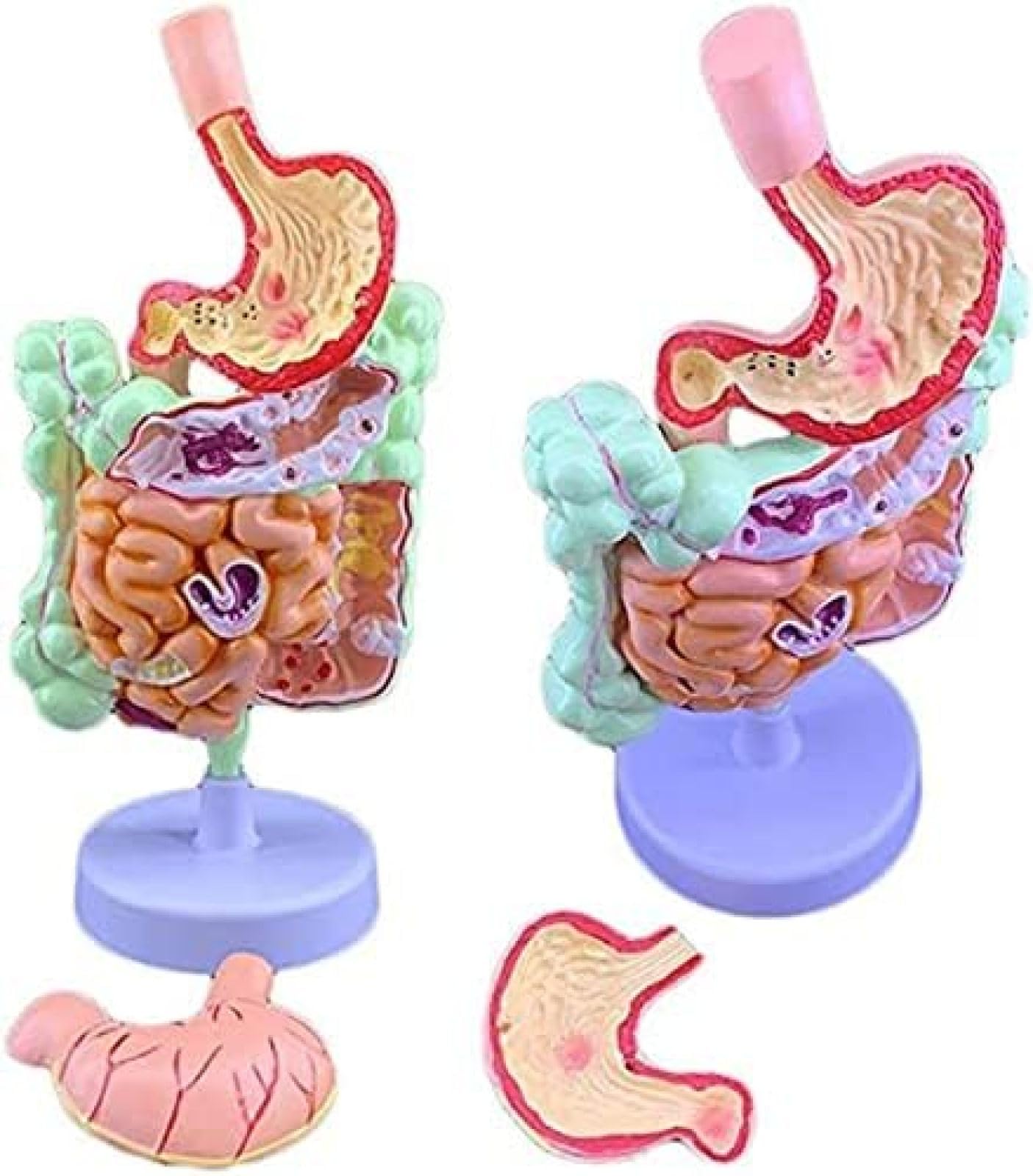 Anatomia Real Do Estomago Sistema Digestório : Anatomia Normal