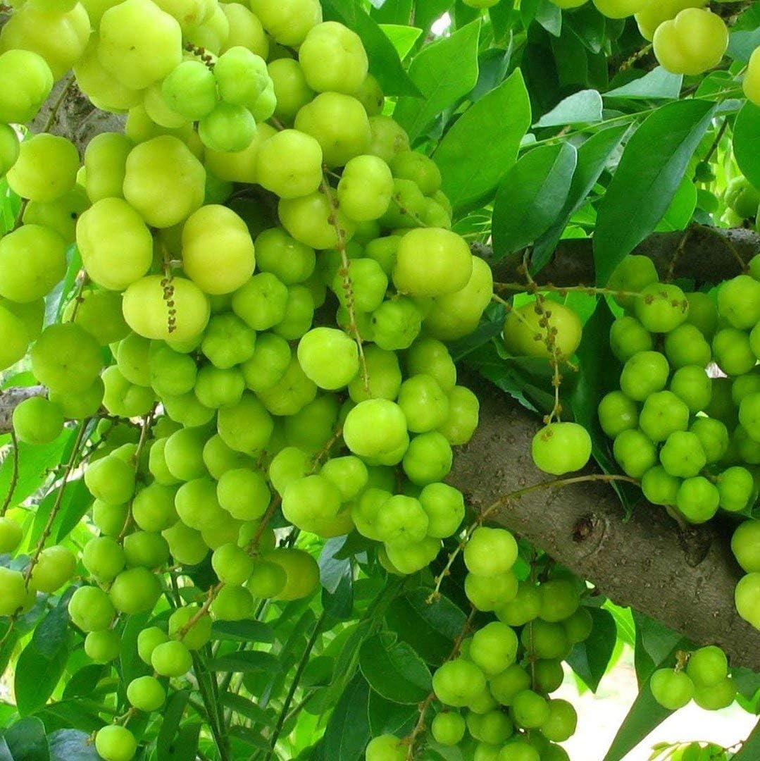 M-Tech Gardens Rare Star Gooseberry/Malay Gooseberry (Phyllanthus ...
