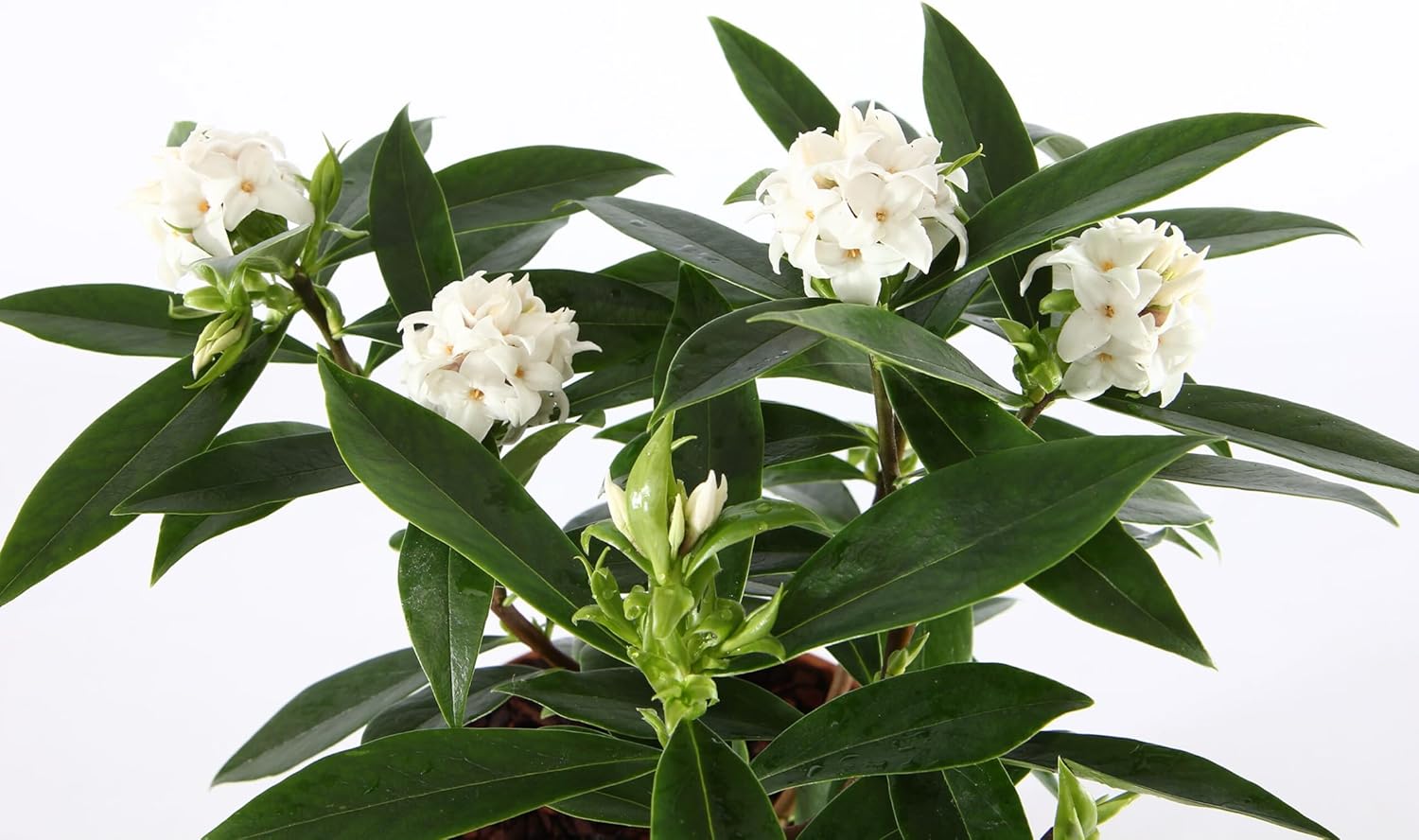 Amazon.com : White Perfume Princess™ Daphne - Sweet Fragrance - Quart ...