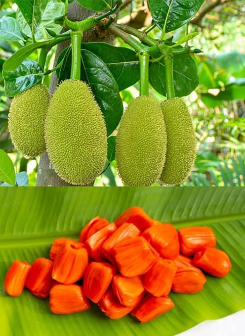 Red Jackfruit Plant One Healthy Live Grefted Sweet Red Jackfruit Plant ...