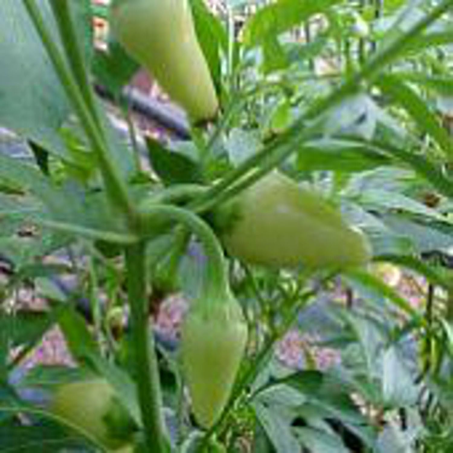 Amazon.com : Cascabella Hot Peppers Seeds (40 Seed Pack) Seeds for ...
