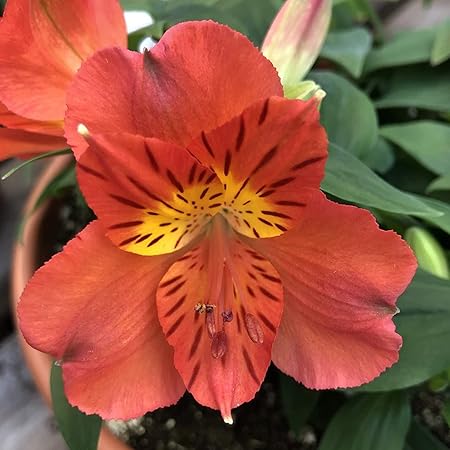 Alstroemeria Colorita Claire Outdoor Flowering Lilies Herbaceous ...