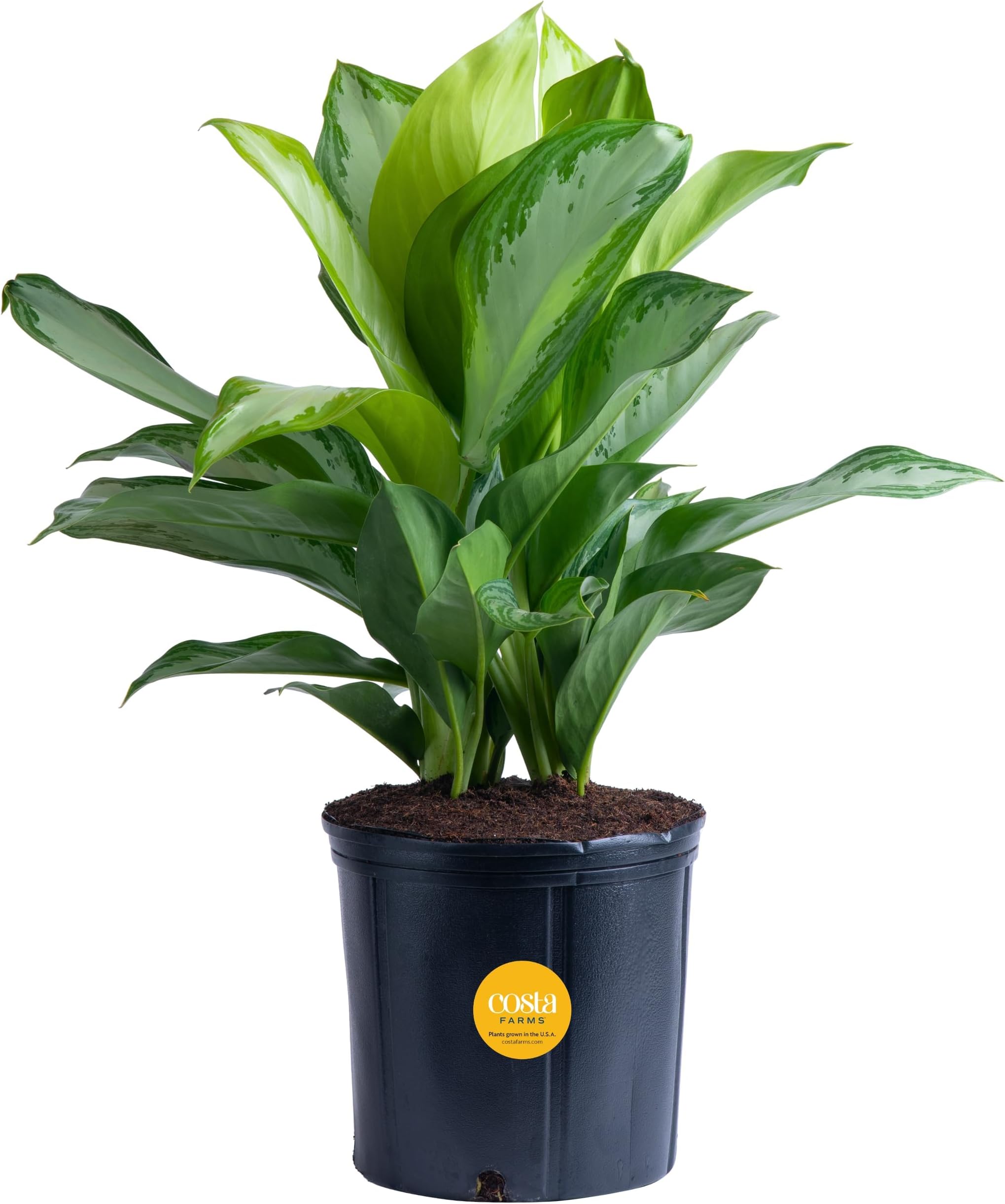 Amazon.com : 6 in. Aglaonema Maria Plant : Patio, Lawn & Garden