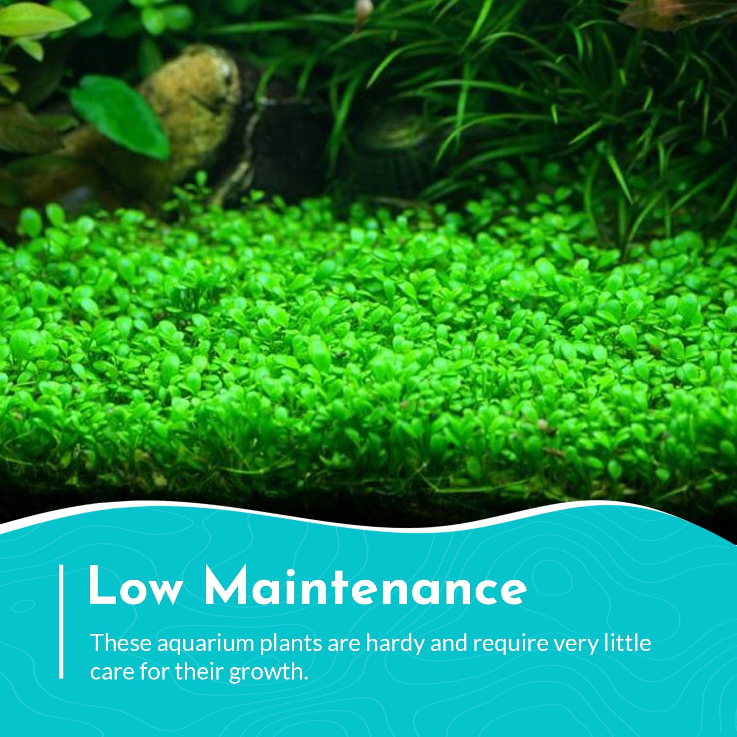 Hemianthus Micranthemoides Aquascape