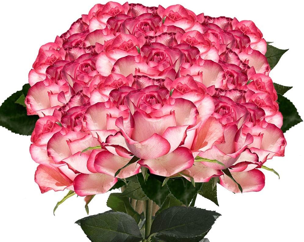 Amazon.com : GlobalRose 75 Fresh Cut Pale Pink Roses with Dark Pink ...