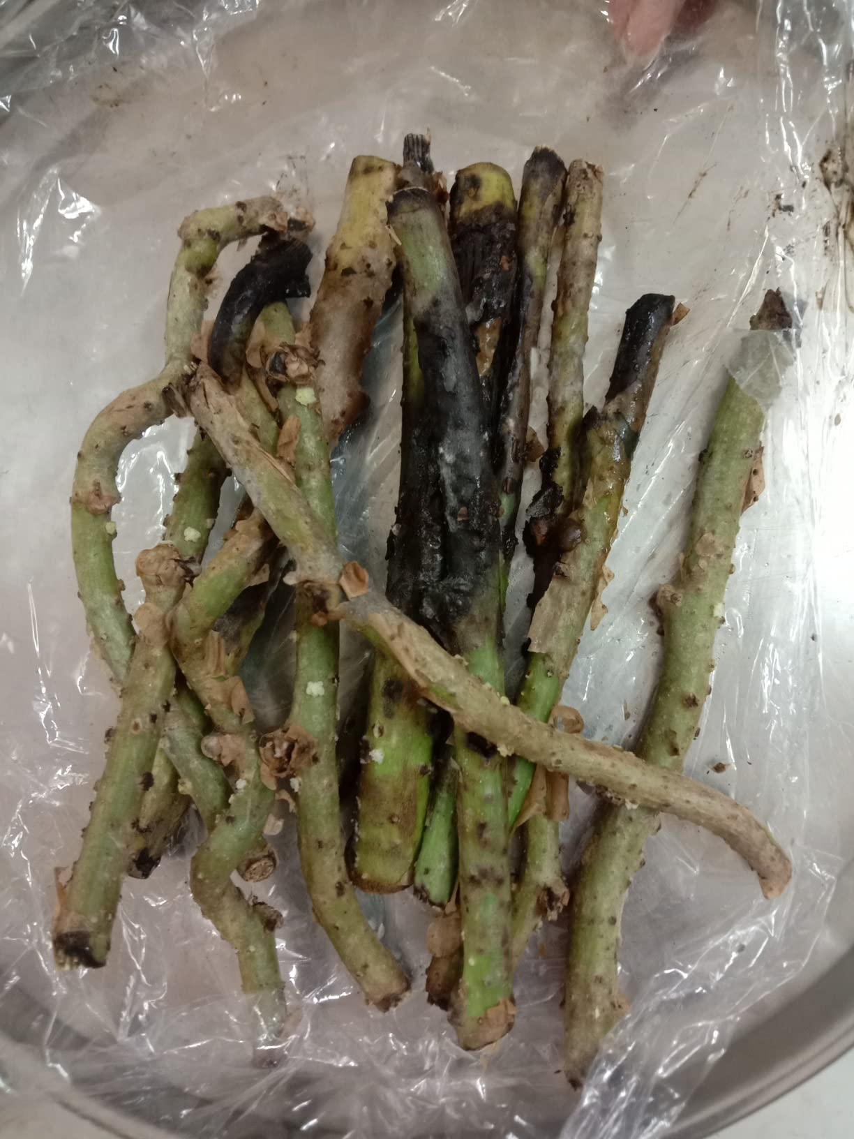 Fresh Giloy Plant Stems Sticks (7-inch) Set of 10 : Amazon.in: Garden ...