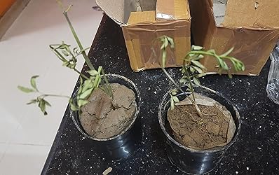 Bhajanlal Greenery Garden Arabian Jasmine or Chameli/motiya (Bela) or ...