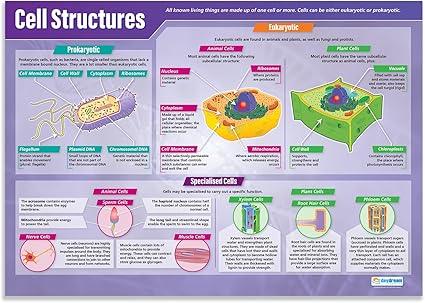 Amazon.com: Daydream Education Cell Structures Science Classroom Poster ...