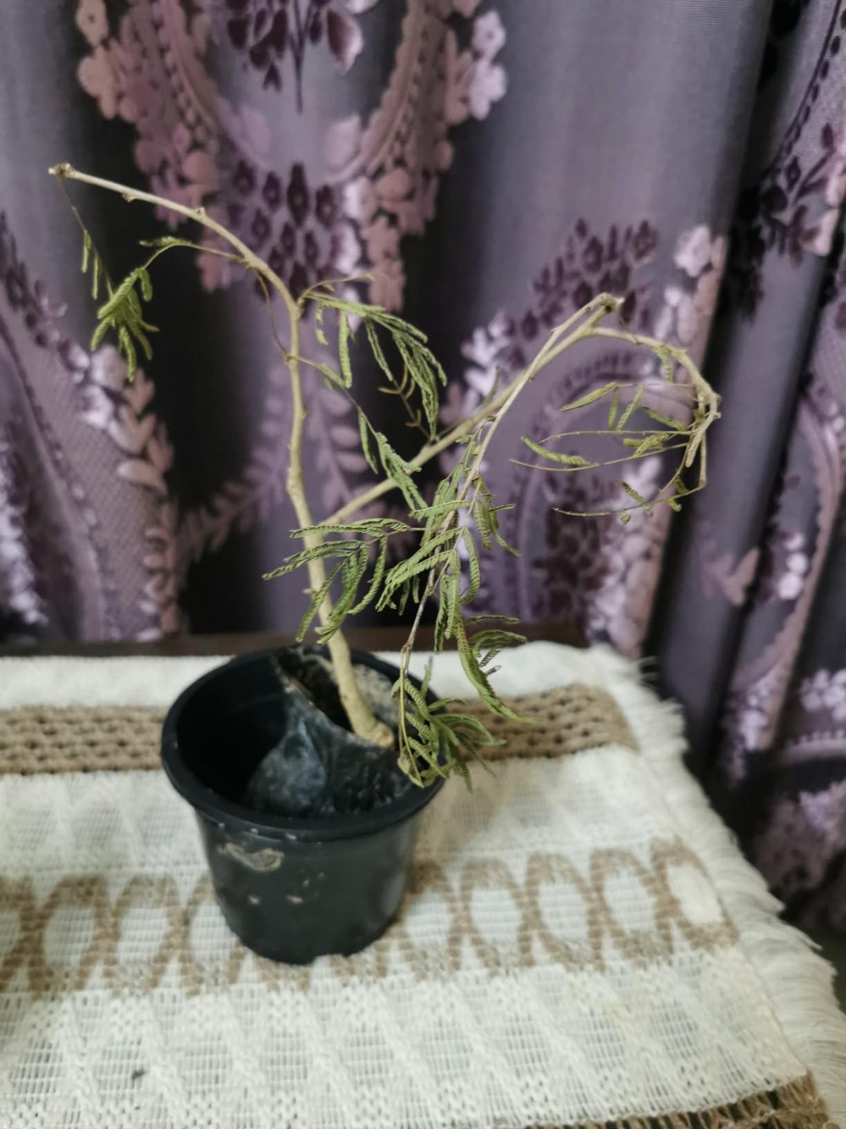 Shami (Banni) Tree Live Plant with Pot - Sacred Medicinal Flowering ...