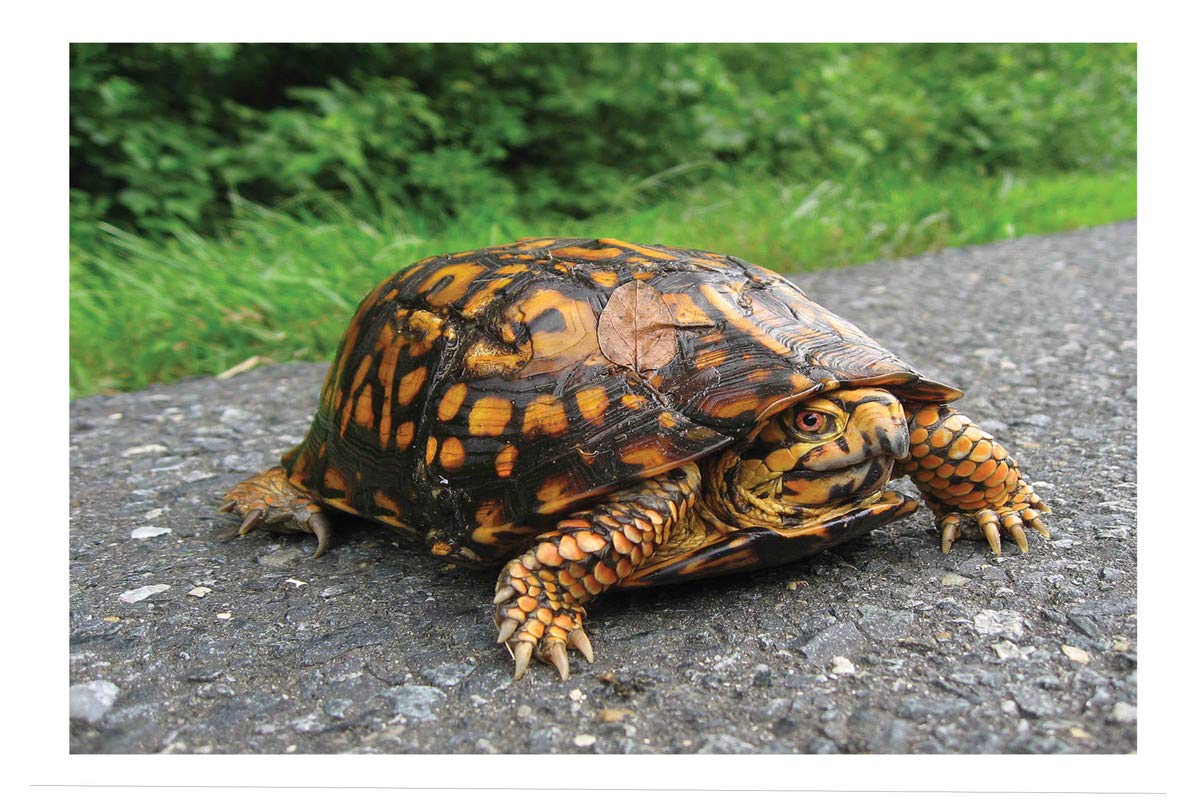 Buy Yellow Alley? Lucky Feng Shui Turtle Wall Poster|Tortoise Poster ...