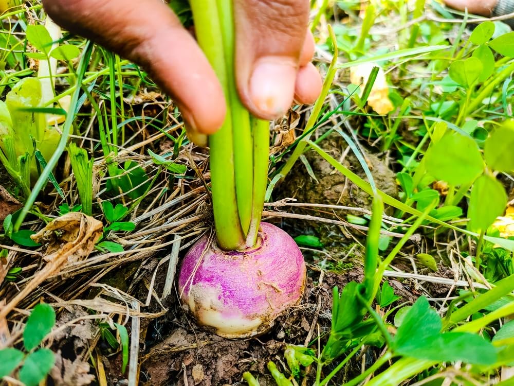 Cultivo Y Cosecha De Nabos ALTERNATIVA ECOLÓGICA: CULTIVO DE NABO