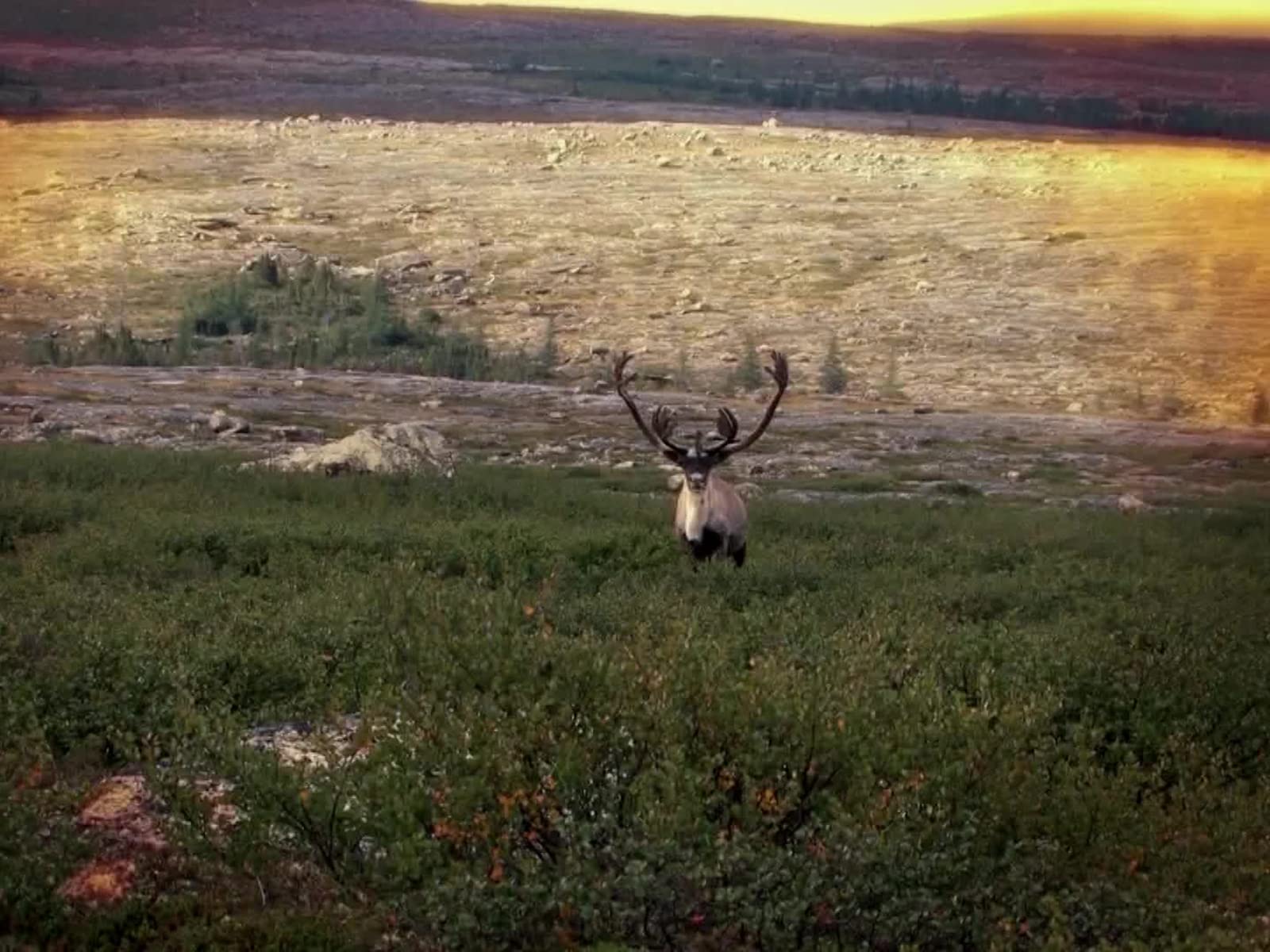 Watch American Archer - Season 15 | Prime Video