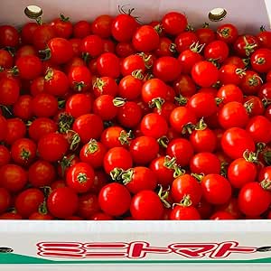 Amazon.co.jp: 九州 熊本産 ミニトマト 約3kg 箱込み 2S～2L 不揃い (002) 野菜 フルーツ 熊本 食品 旬 トマト : 食品・飲料・お酒