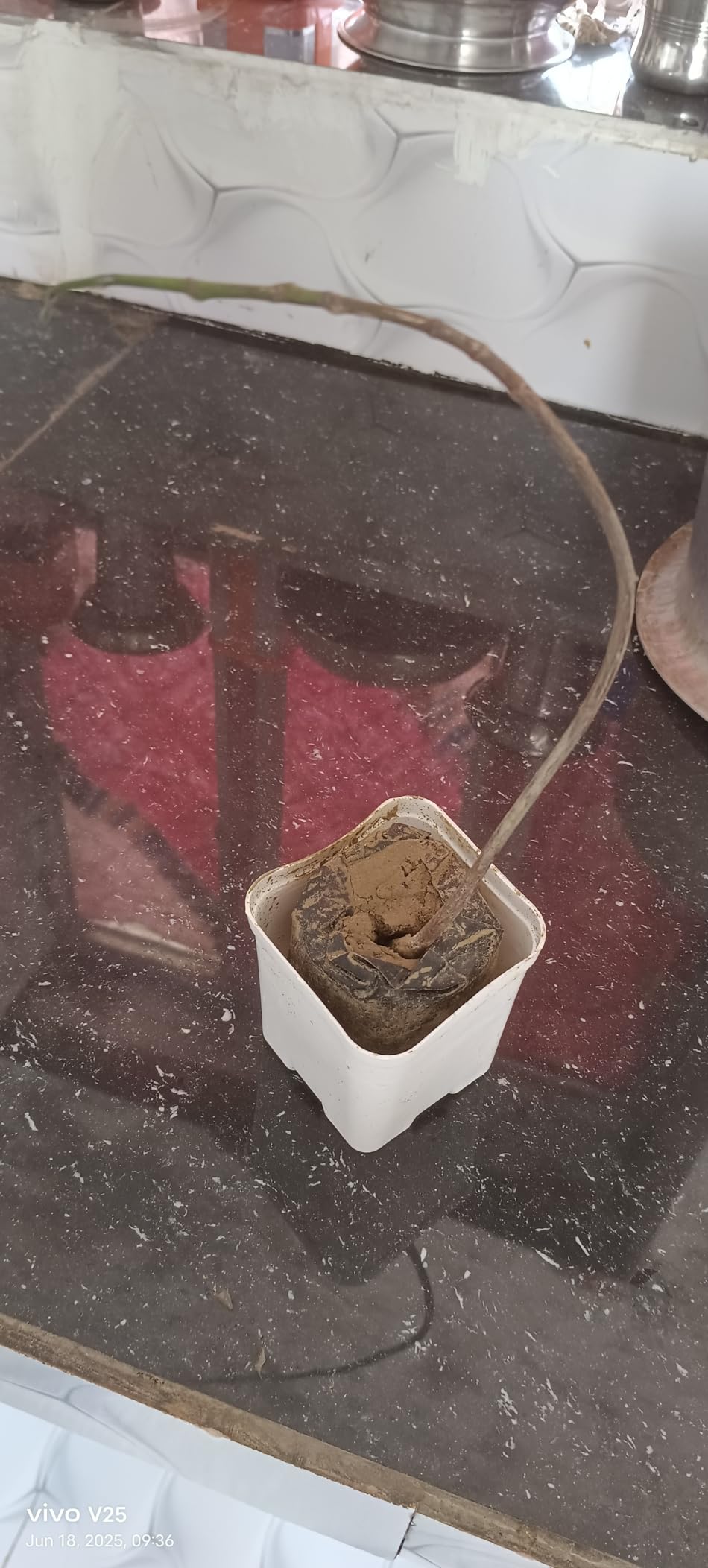 Sa Nursery Blue Universe Hybrid Grafted Variety Online In India ...