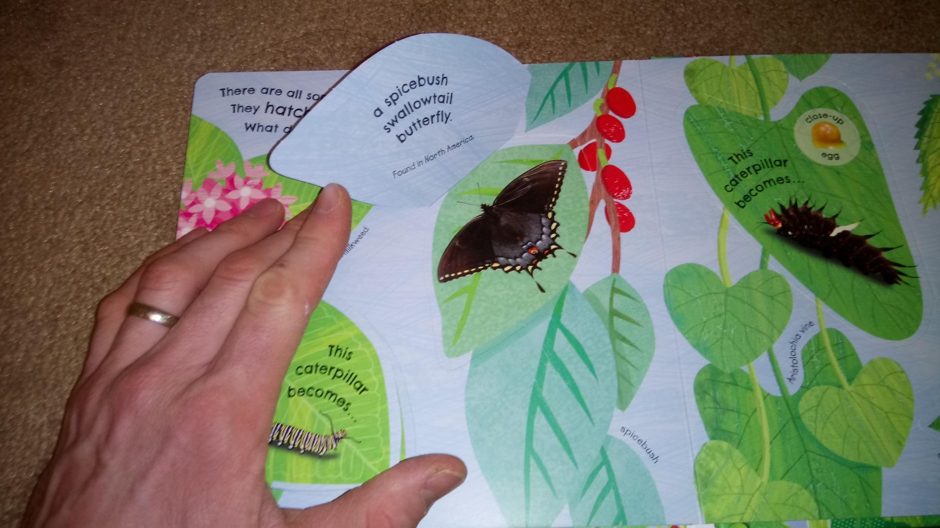 RHS How Does a Butterfly Grow? (Life Cycle Board Books) : DK: Amazon.co ...