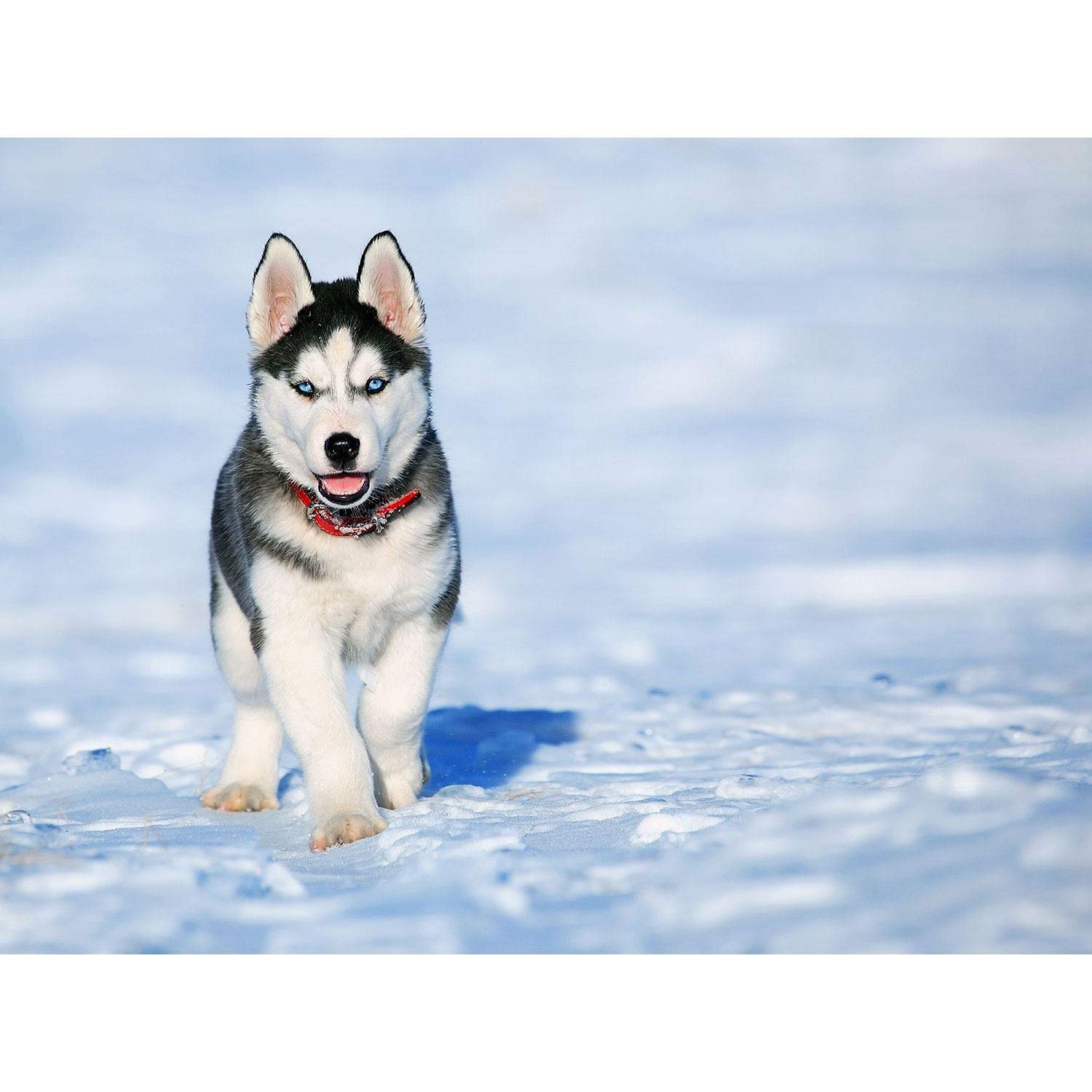 Chiots Husky Dans La Neige Chiot Husky Court Sur La Neige Affiche De