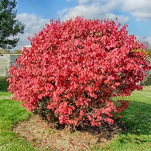 Amazon.com : 10 Burning Bush Shrub Live Plants, Dwarf Burning Bush ...