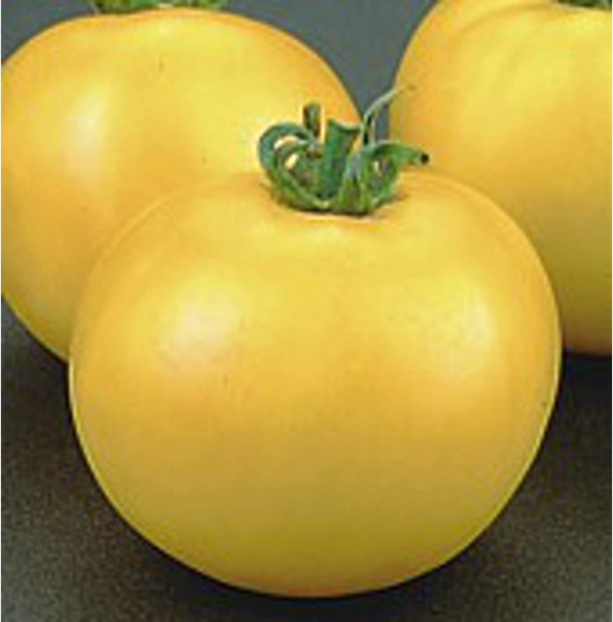 Amazon.com : Tomato Seeds 25 Lemon Boy Yellow Tomato Seeds 72 Days ...