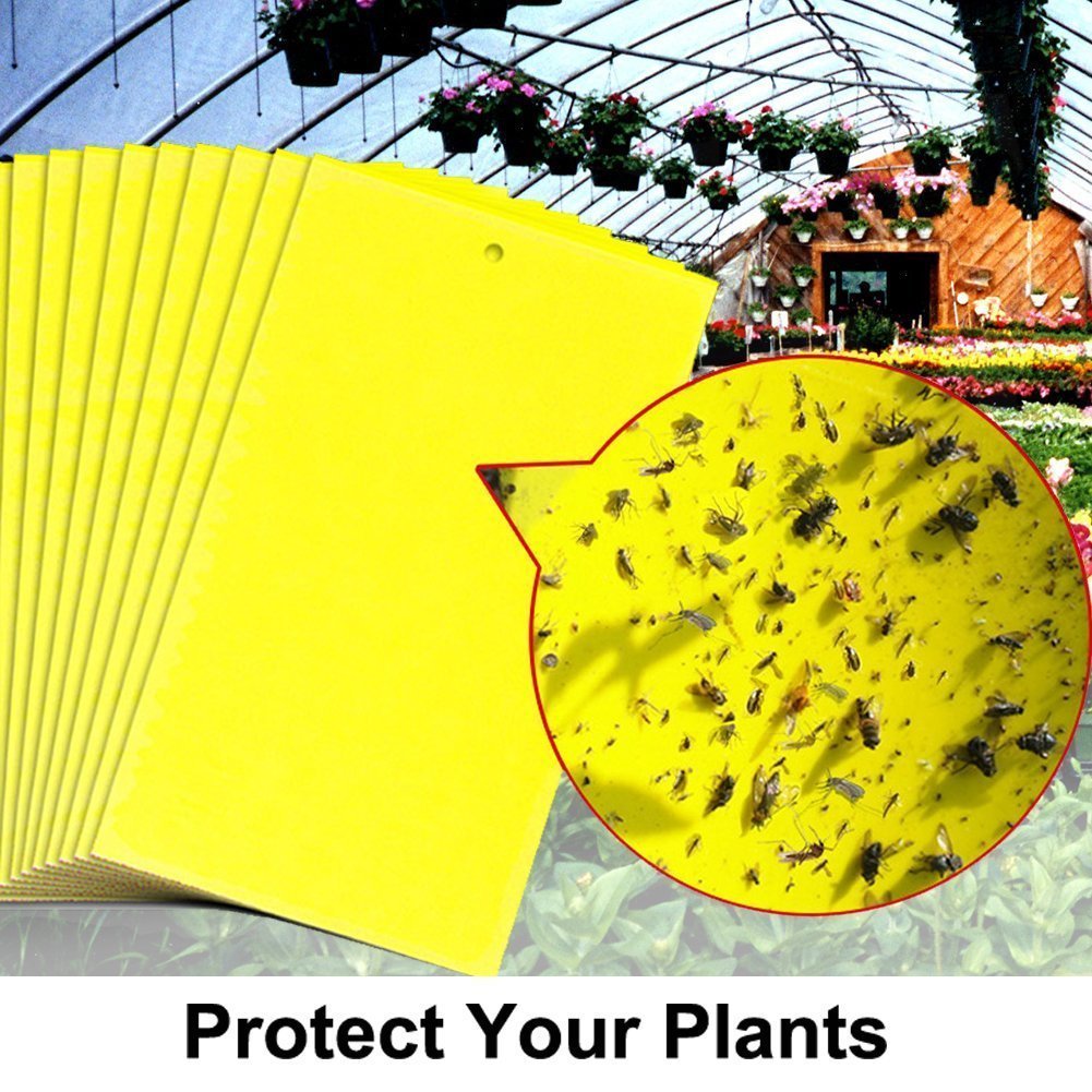 Yellow Sticky Fly Traps,Fly Paper Stickers,Sticky Fly Catchers Dual ...