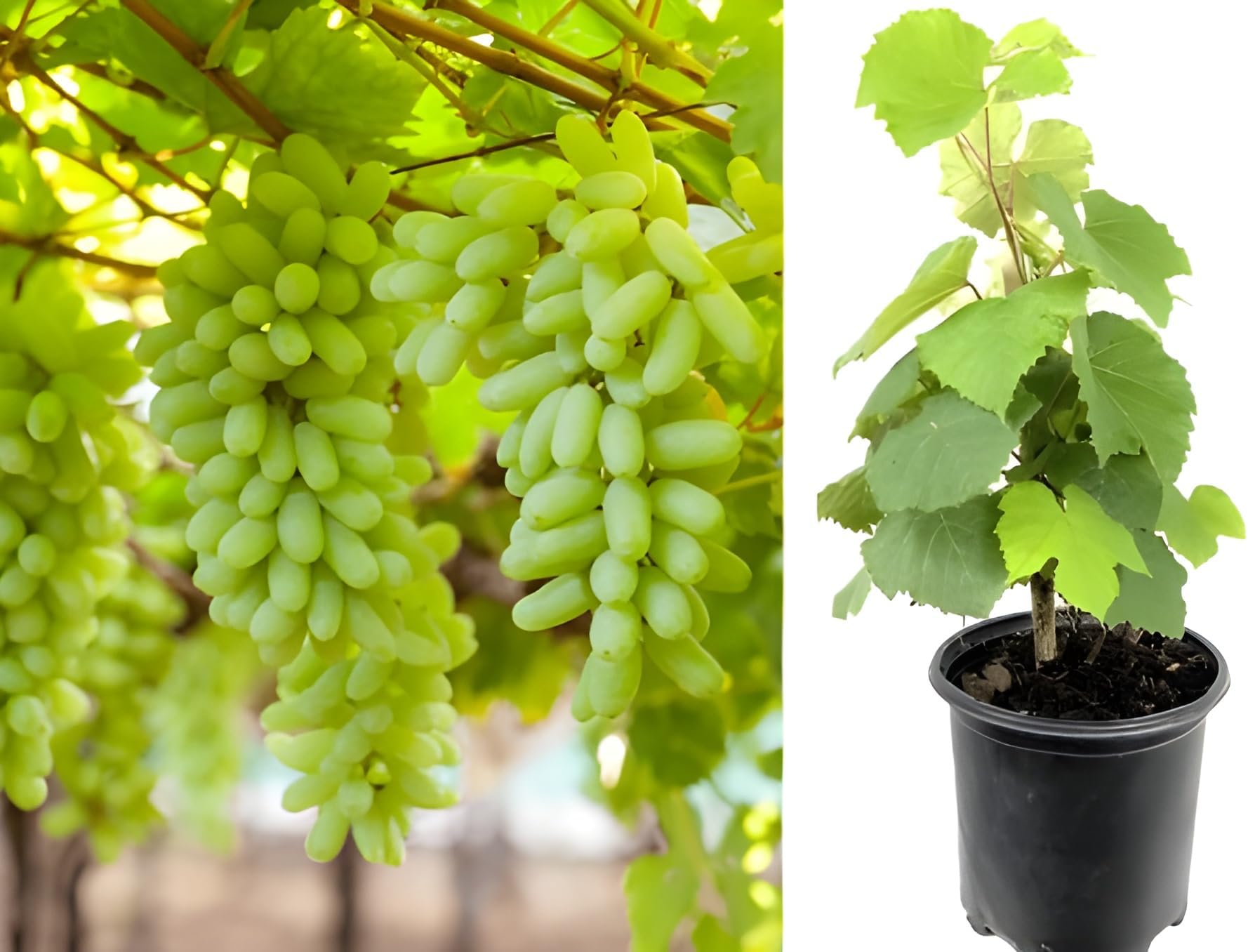 Green view New Seedless Sweet Green Grape Fruit Air Layered plant ...