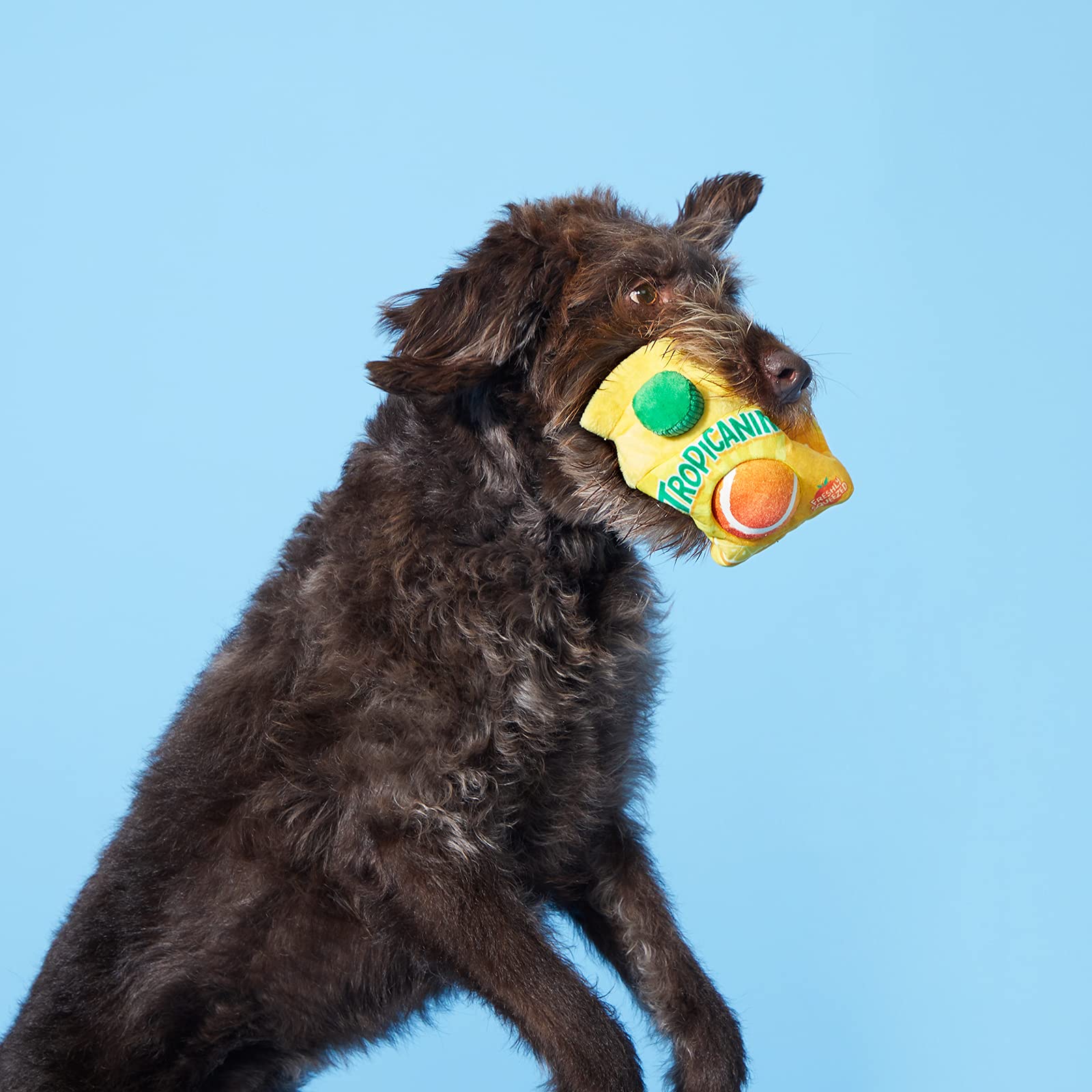 Snapklik.com : Barkbox Dog Toys Fresh Squeaked OJ Squeaker Ball ...