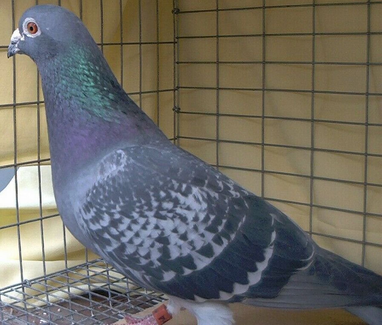 Pigeon Flight - Kindle edition by Mosca, Frank. Children Kindle eBooks ...