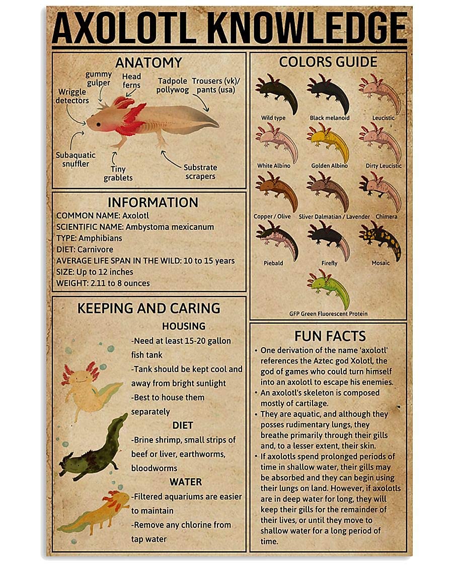 Axolotl Knowledge Canvas Wall Art Axolotl Fun Facts Poster Anatomy ...