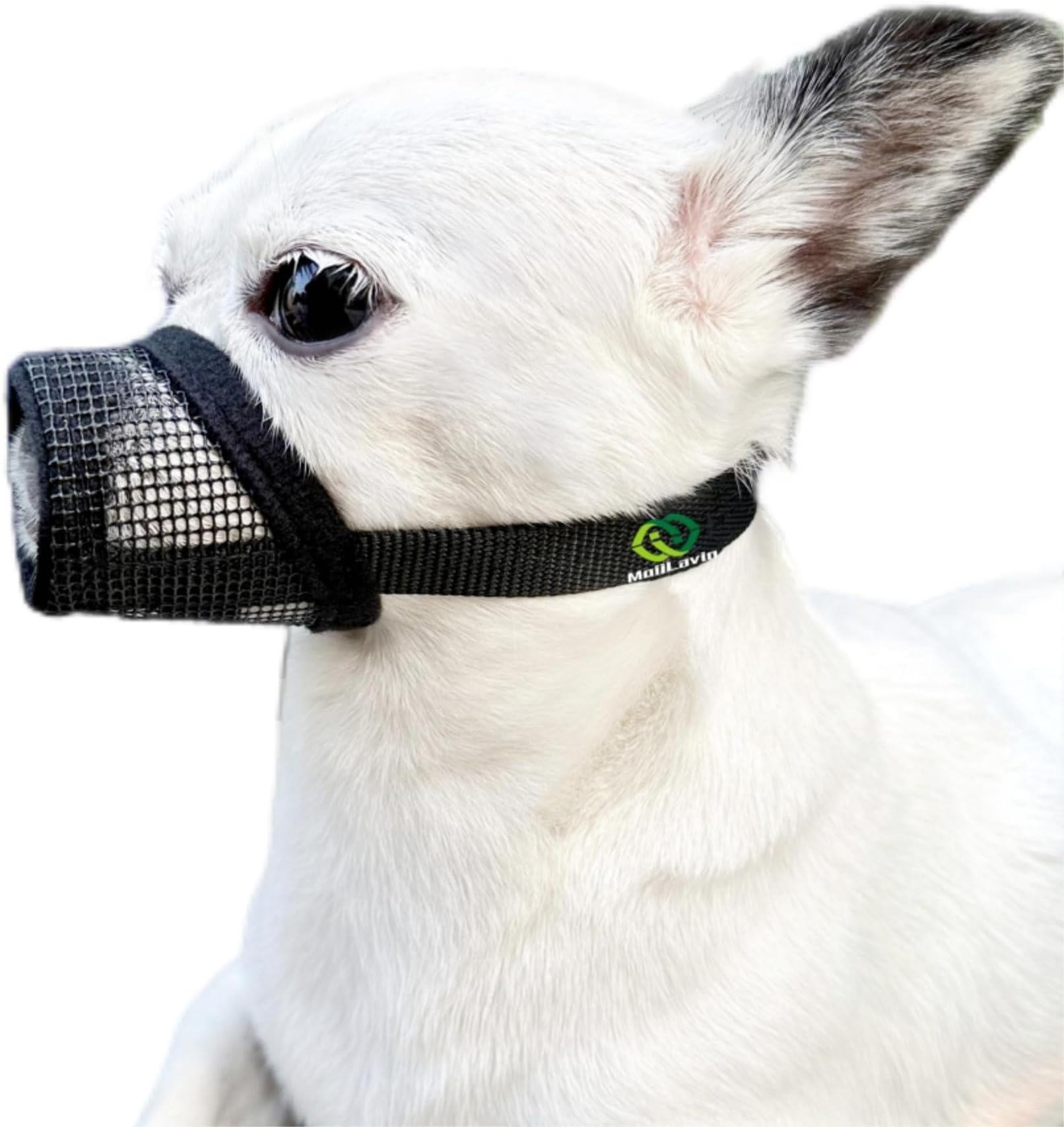 Amazon.com : Evollax Dog Muzzle for Small Dogs – Soft Air Mesh Muzzle ...