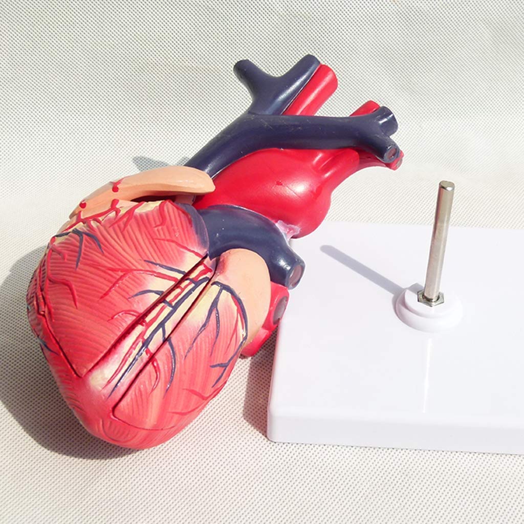 Modello Anatomico Del Cuore Interno Configurazione Esterna Del Cuore