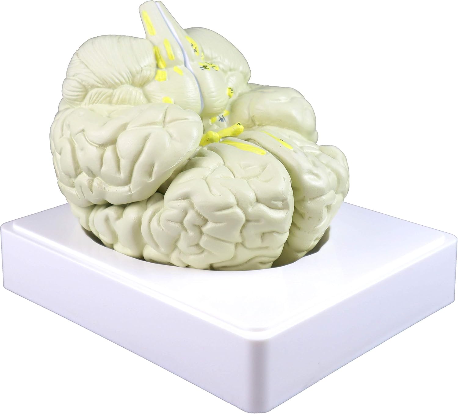 Amazon.com: Vision Scientific VAB401-3 Life Size Human Brain Models-3 ...