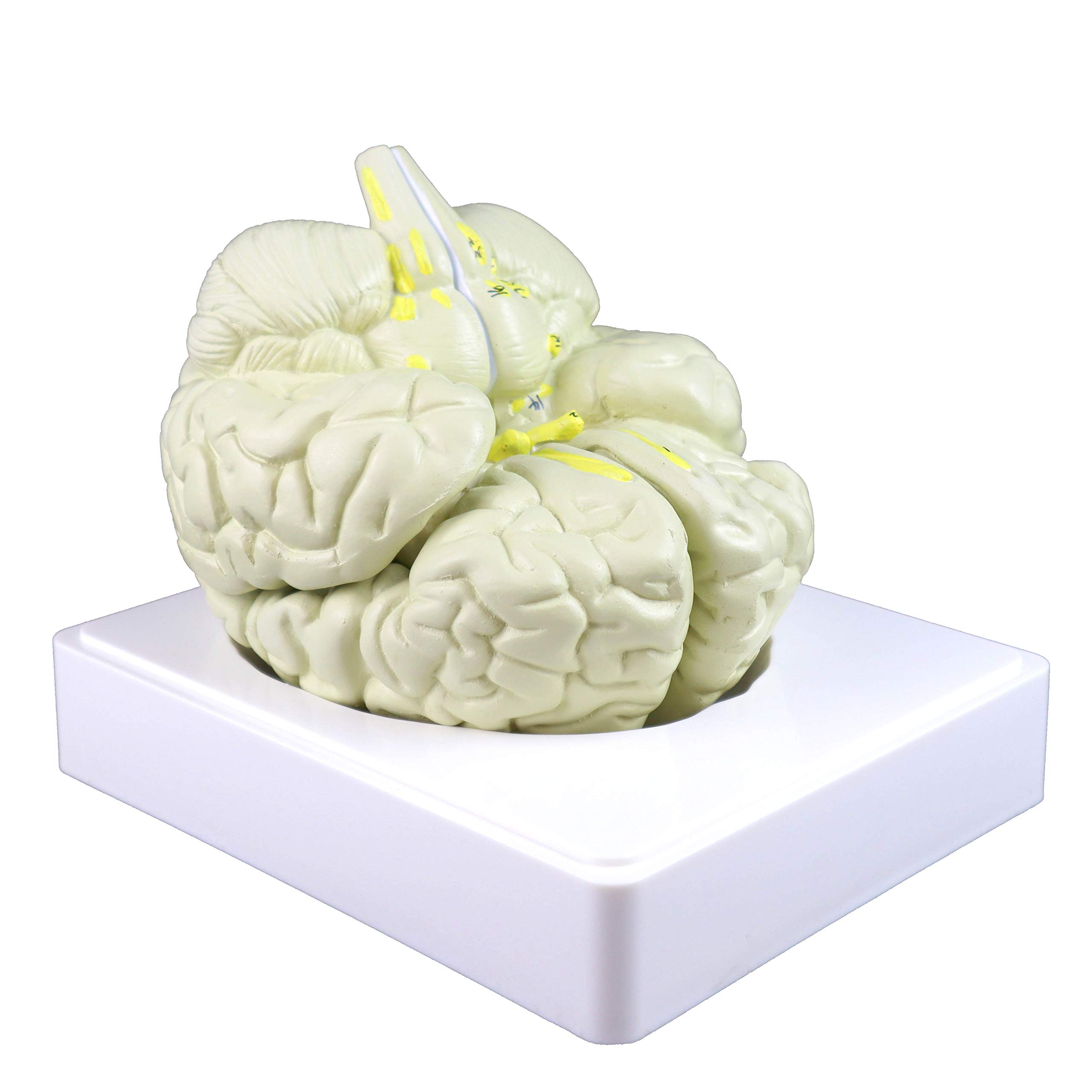 Vision Scientific Vab401 3 Life Size Human Brain Models 3 | Desertcart ...