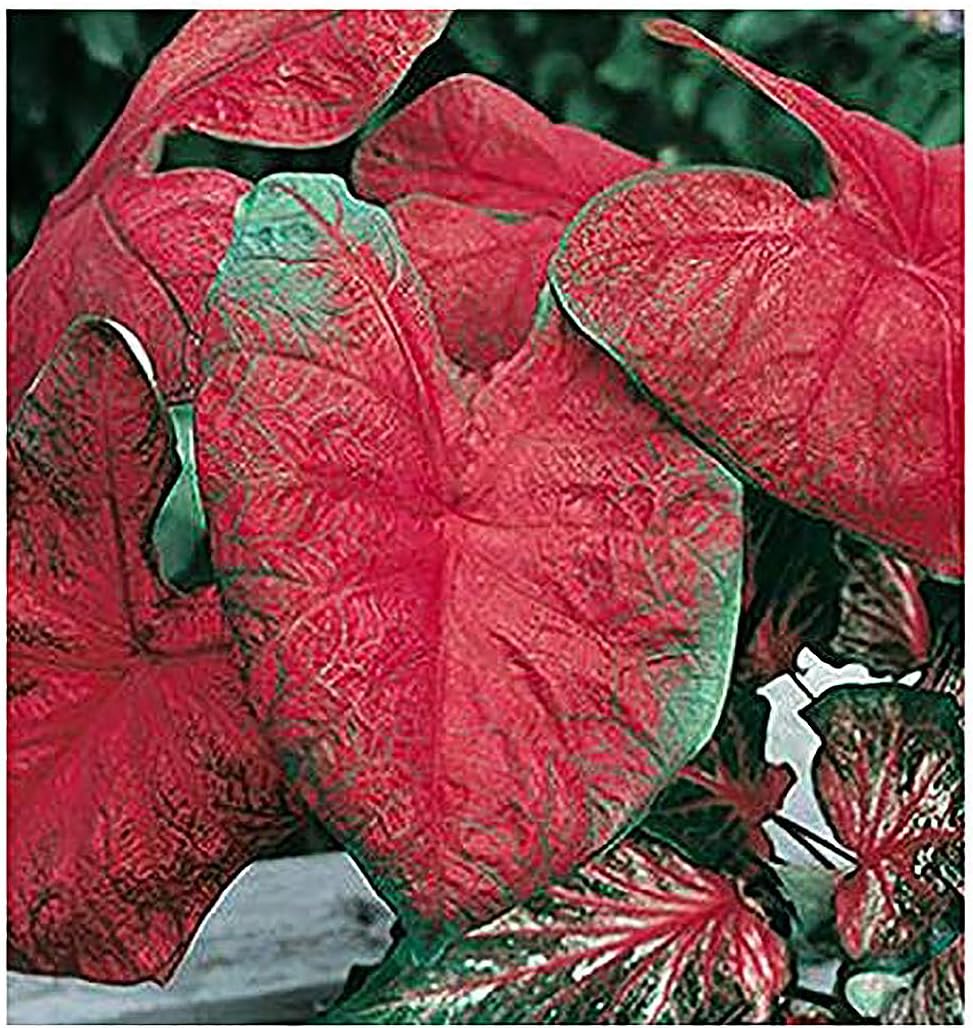 Amazon.com : Brandywine Caladium - One Top Size Bulb - Zones 9-11 ...