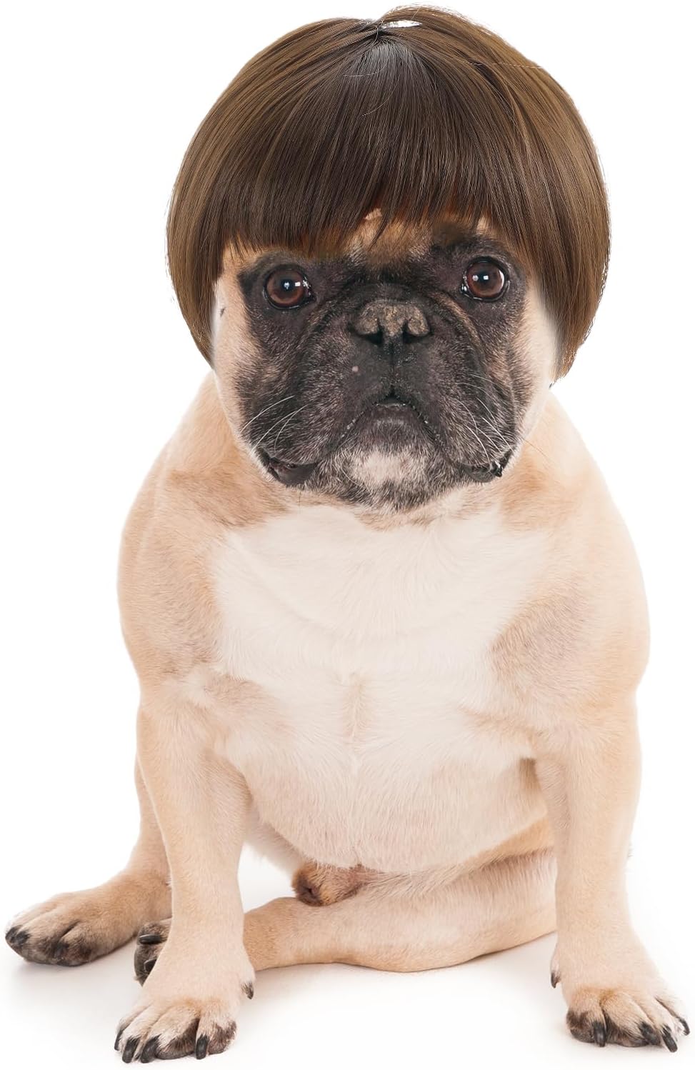 Amazon.com : Molain Funny Dog Cat Cosplay Wig, Trimmable Pet Costume ...