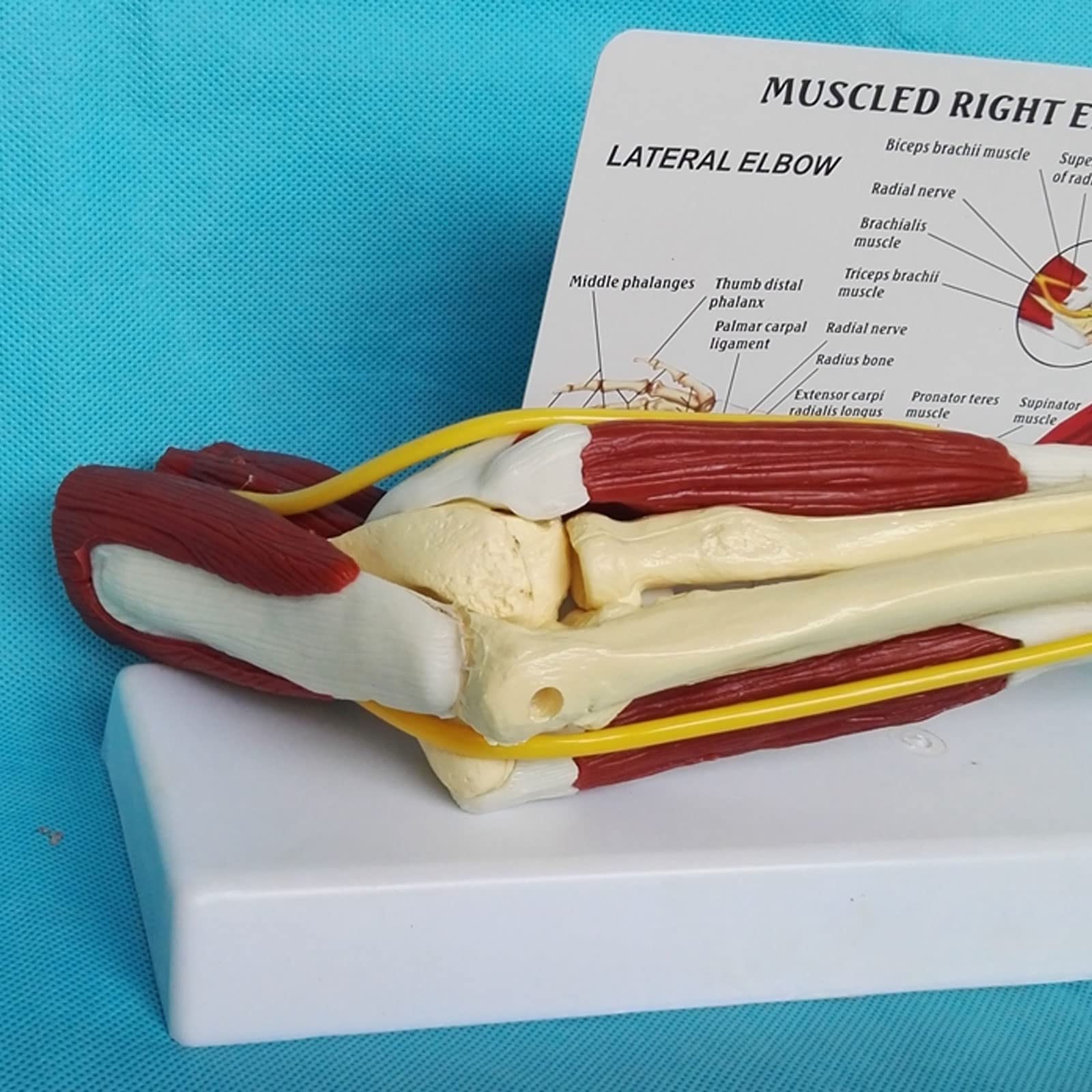 Arm Anatomy Models Arm Model Upper Limb Muscle Anatomy Model Arm ...