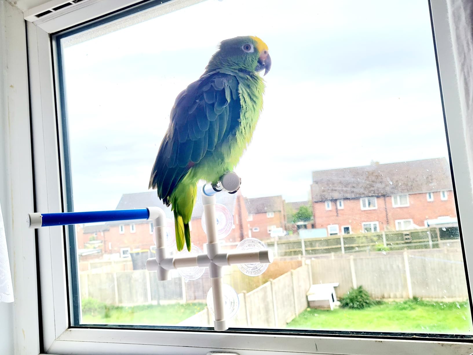 Parrot Perch Bird Perches Stand Plastic Parrot Standing Foldable Holder ...