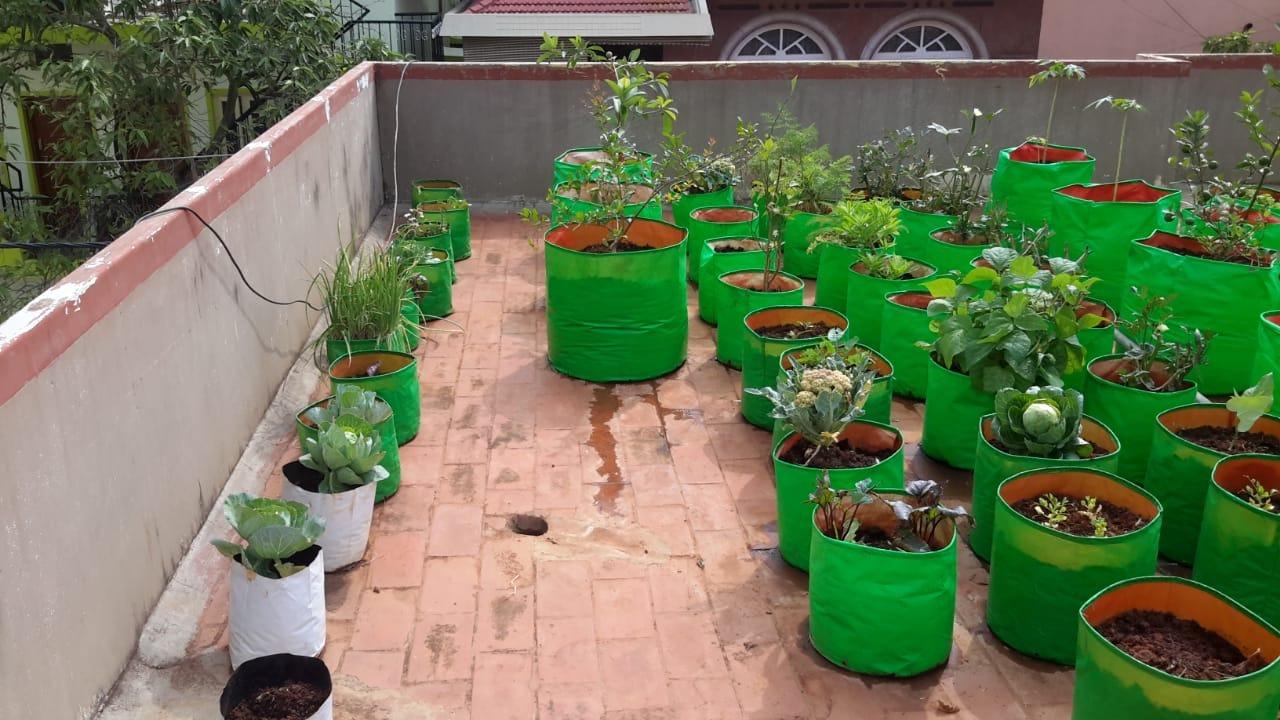 EASY GROW Terrace Garden Kit : Amazon.in: Garden & Outdoors
